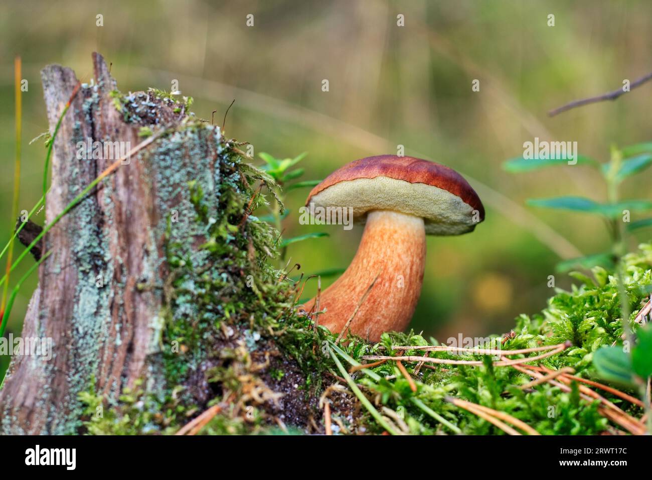 Maronenroehrling, Marone, Boletus (Boletaceae) badius Stock Photo - Alamy
