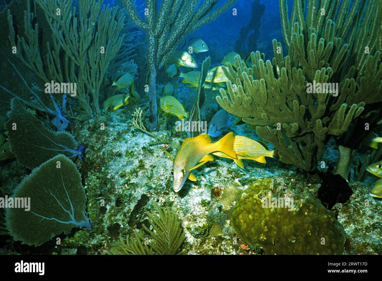 Snapper family hi-res stock photography and images - Alamy