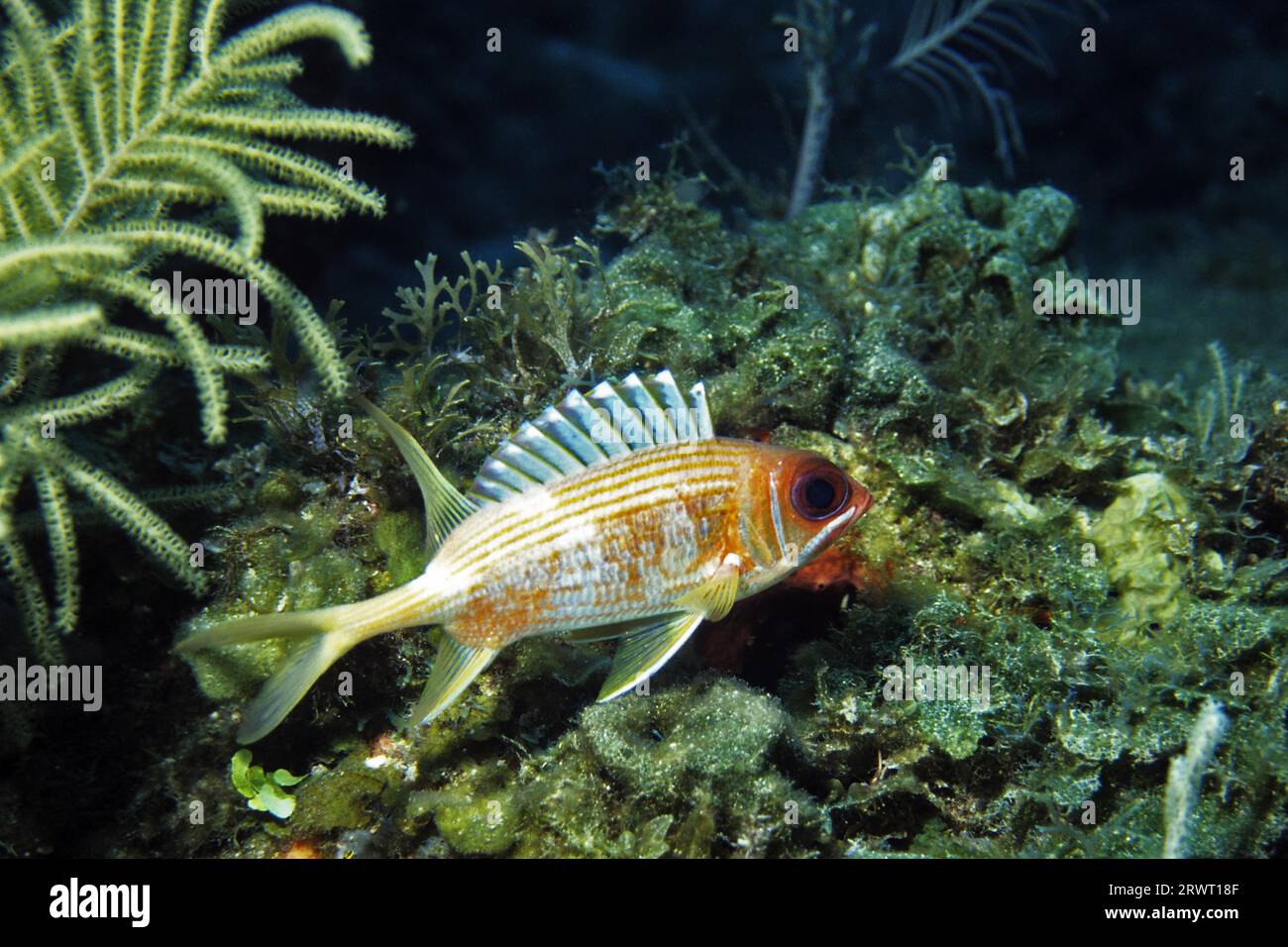 Common Hussar, Hussar Fish, Cayo Largo Cuba Stock Photo - Alamy