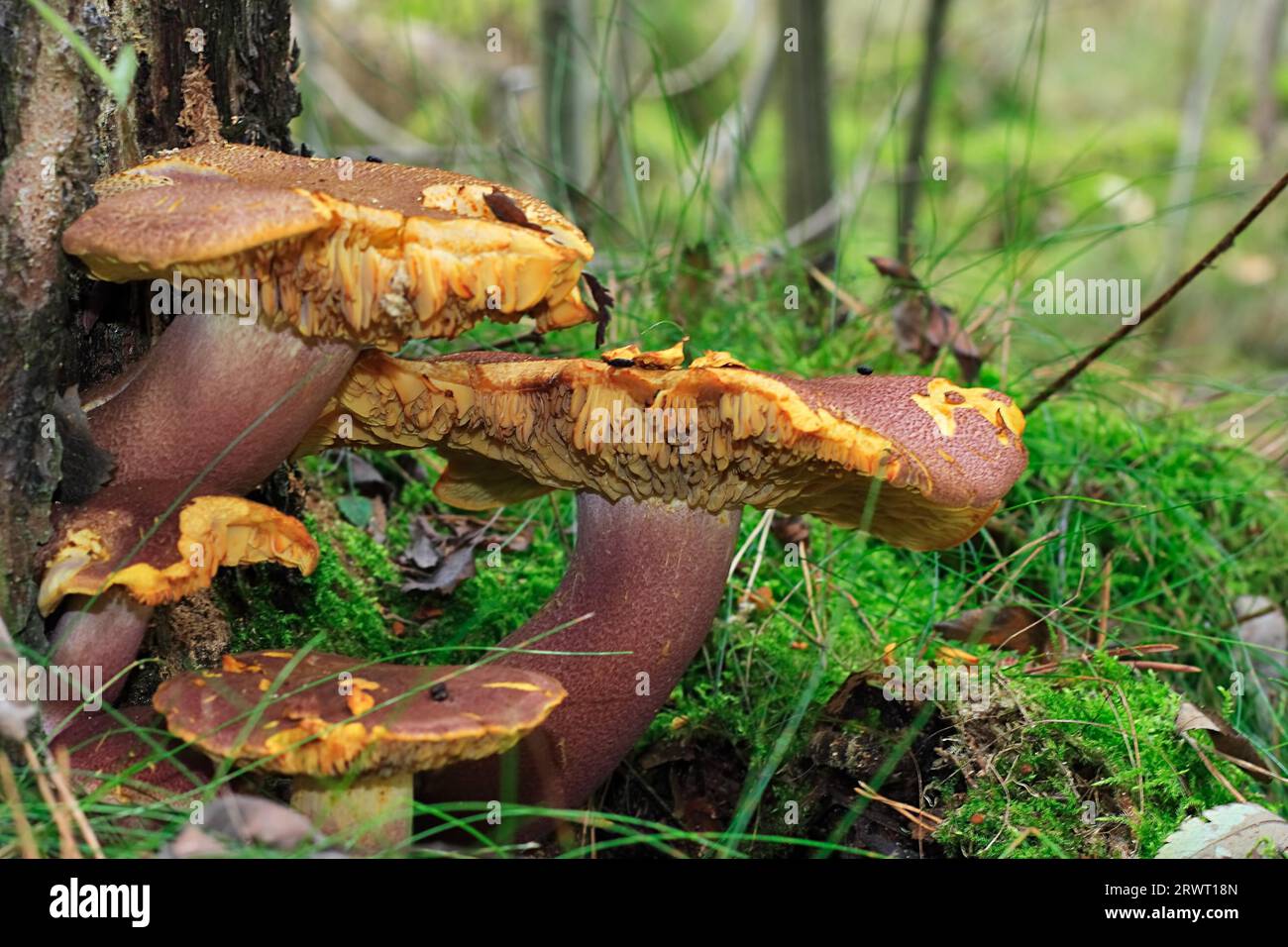 Lemon-leaved russula, Russula sardonia (Russulaceae), inedible Stock ...