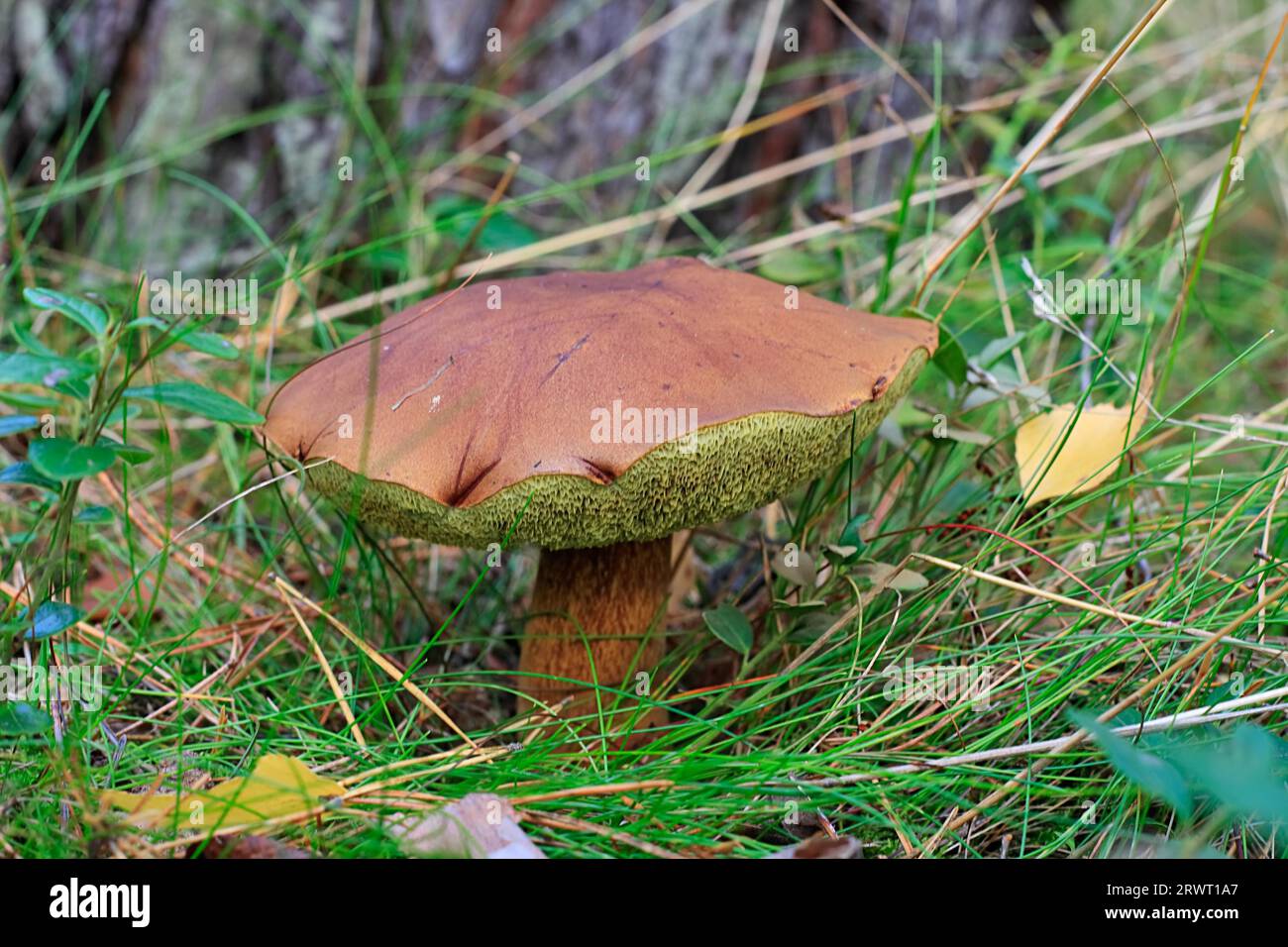 Maronenroehrling, Marone, Boletus (Boletaceae) badius Stock Photo - Alamy
