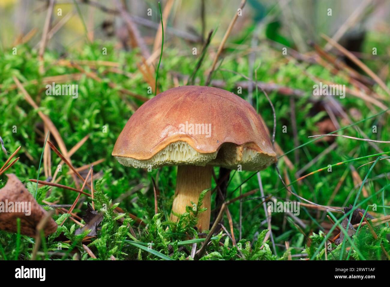 Maronenroehrling, Marone, Boletus (Boletaceae) badius Stock Photo - Alamy