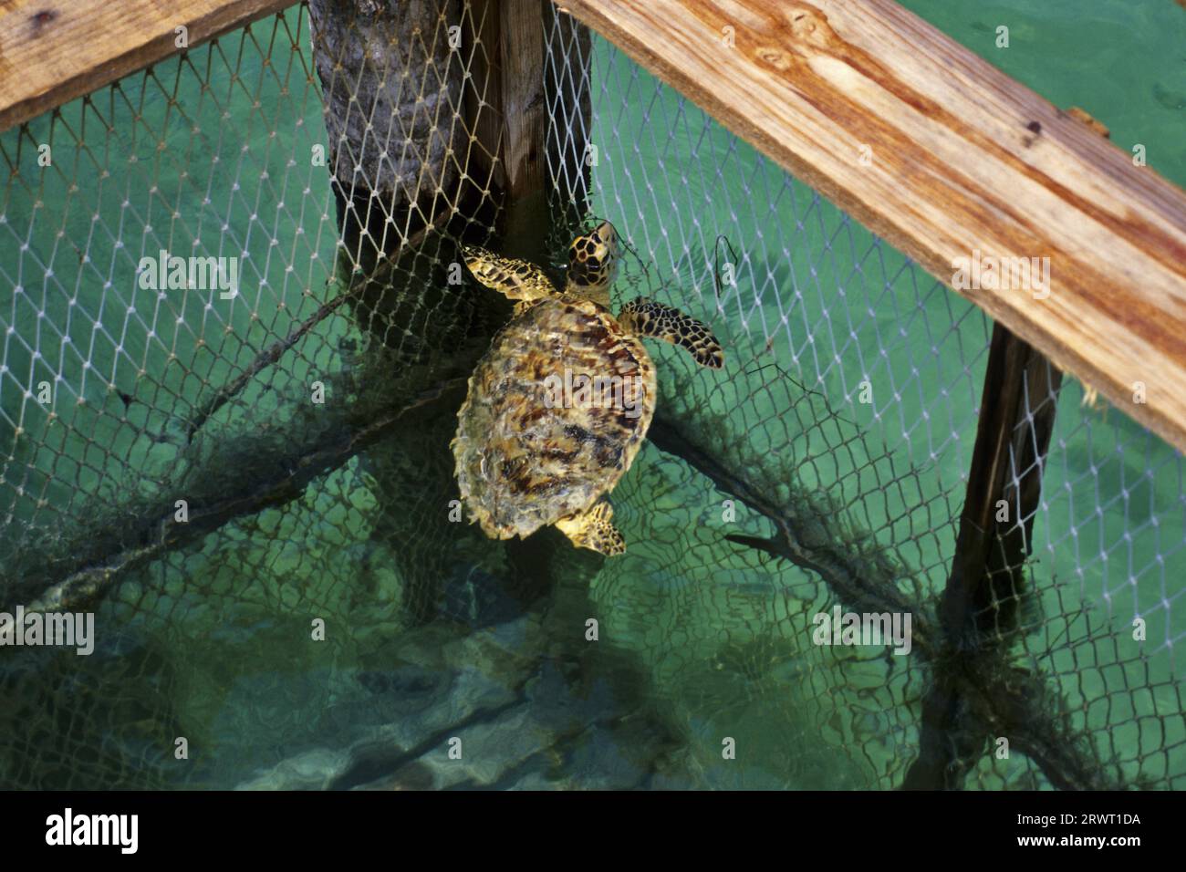 Turtle breeding hi-res stock photography and images - Alamy
