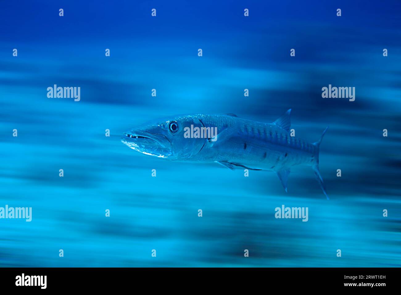 Barracuda cuba underwater wildlife hi-res stock photography and images ...