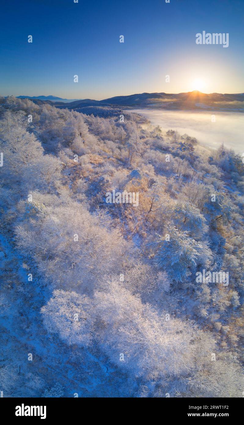 Foggy fir forest, Yashima-ga-hara marshland and the morning sun rising ...