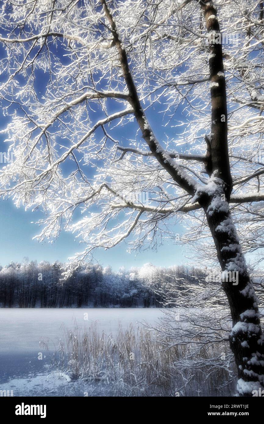 Snow- and ice-covered landscape at Lake Liepnitz, Land Brandenburg ...