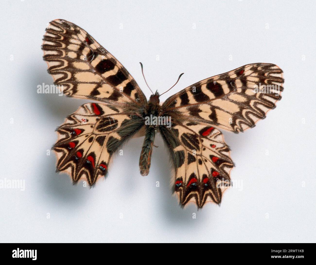 Large colourful butterfly hi-res stock photography and images - Alamy