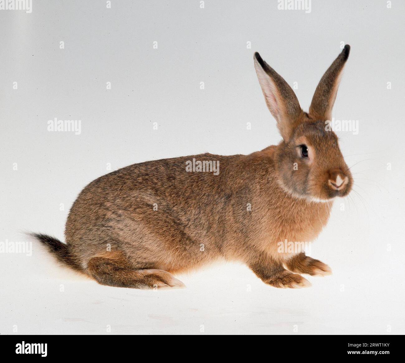 Hare like hi-res stock photography and images - Alamy