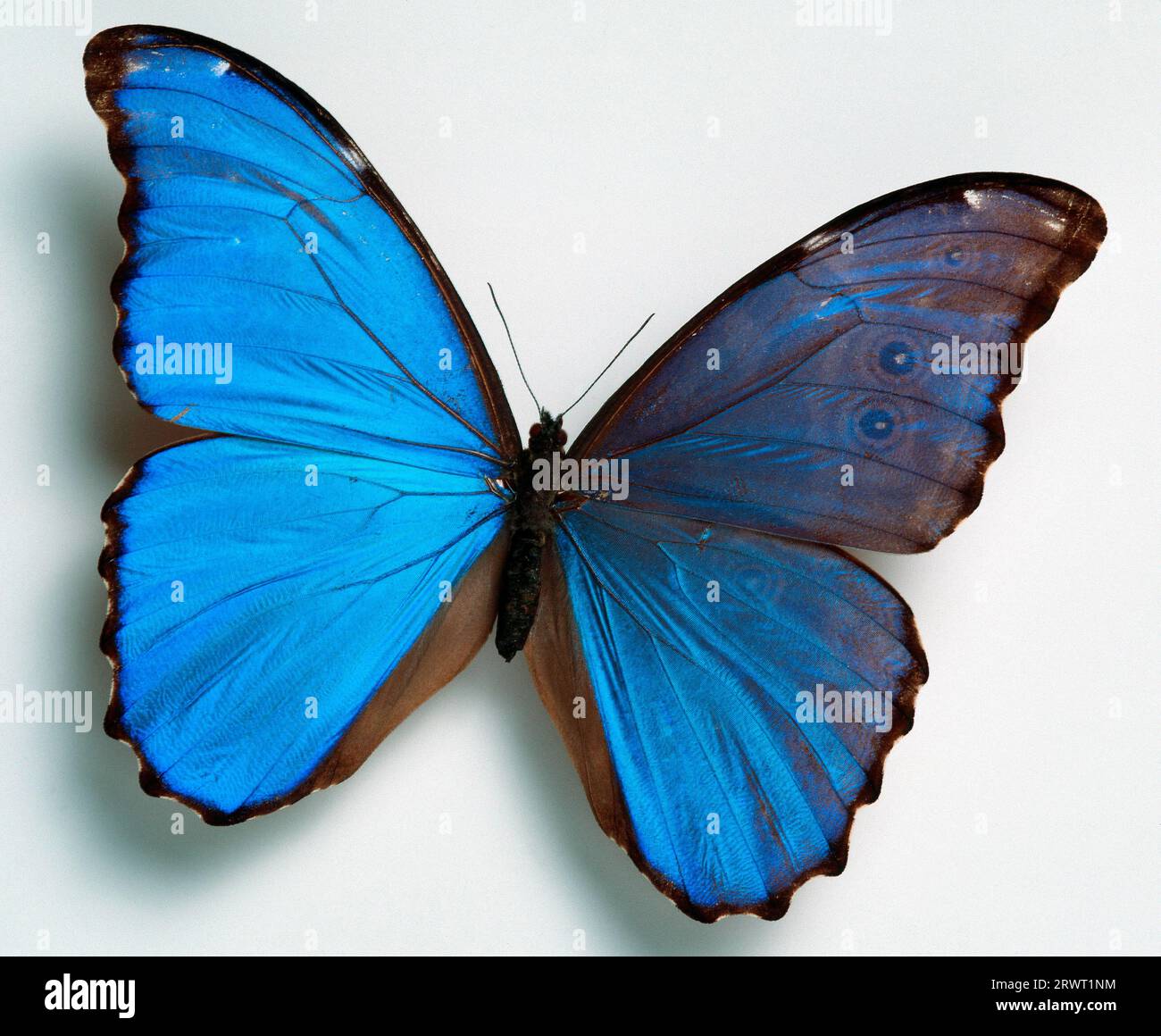 Individual butterfly hi-res stock photography and images - Alamy