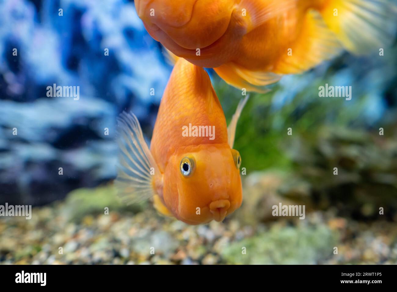 Orange parrot fish in the aquarium. Red Parrot Cichlid. Aquarium fish ...