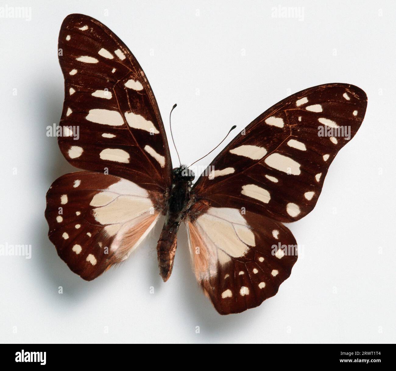 Large colourful butterfly, free-standing Stock Photo - Alamy