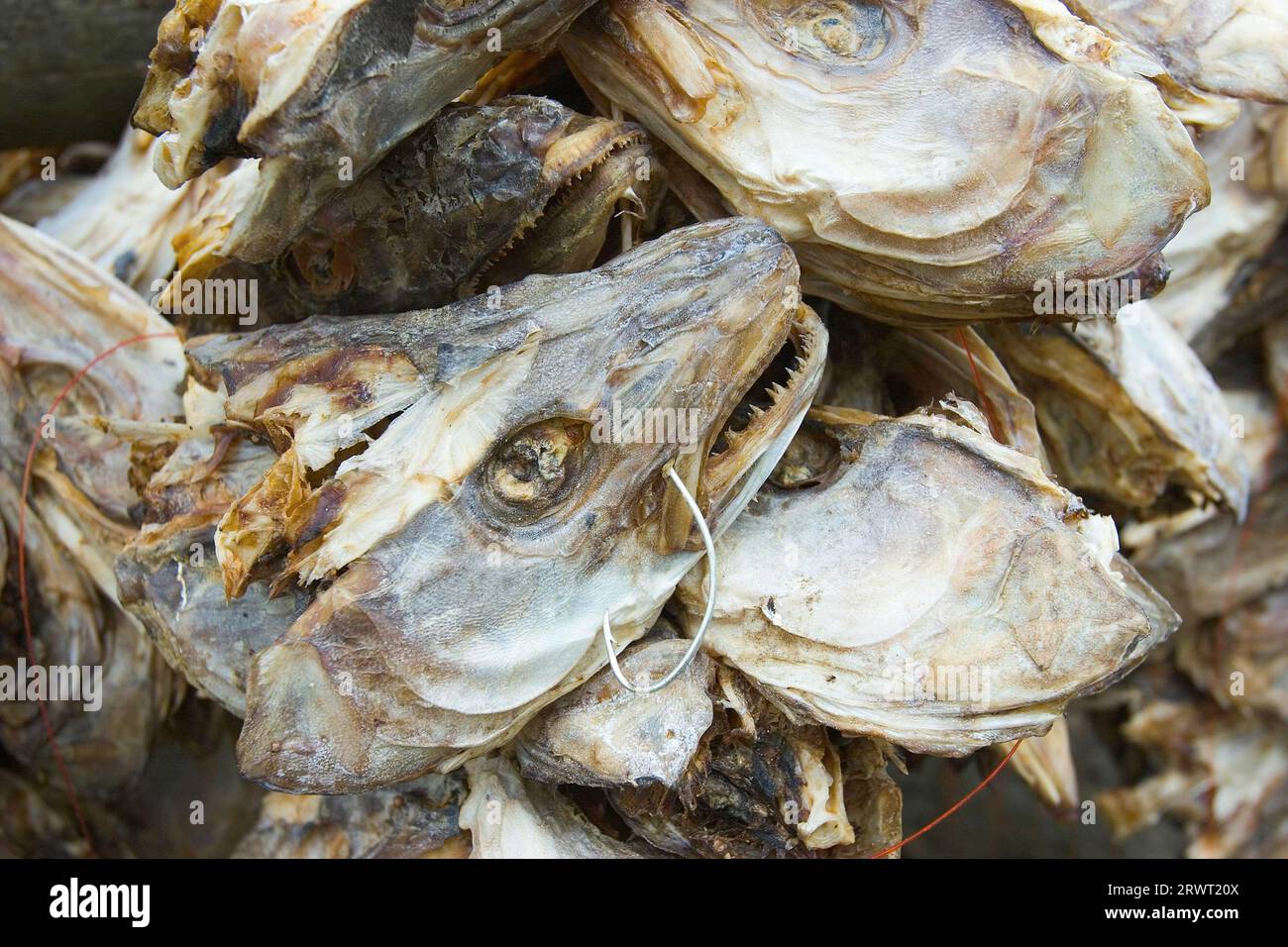 Dried fish in Lofoten Stock Photo - Alamy