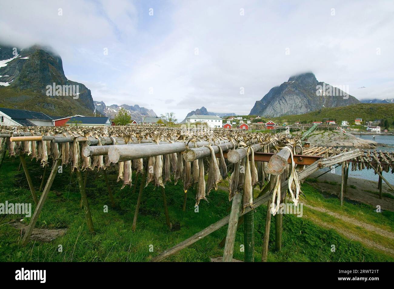 Dried fish racks in Lofoten Stock Photo - Alamy