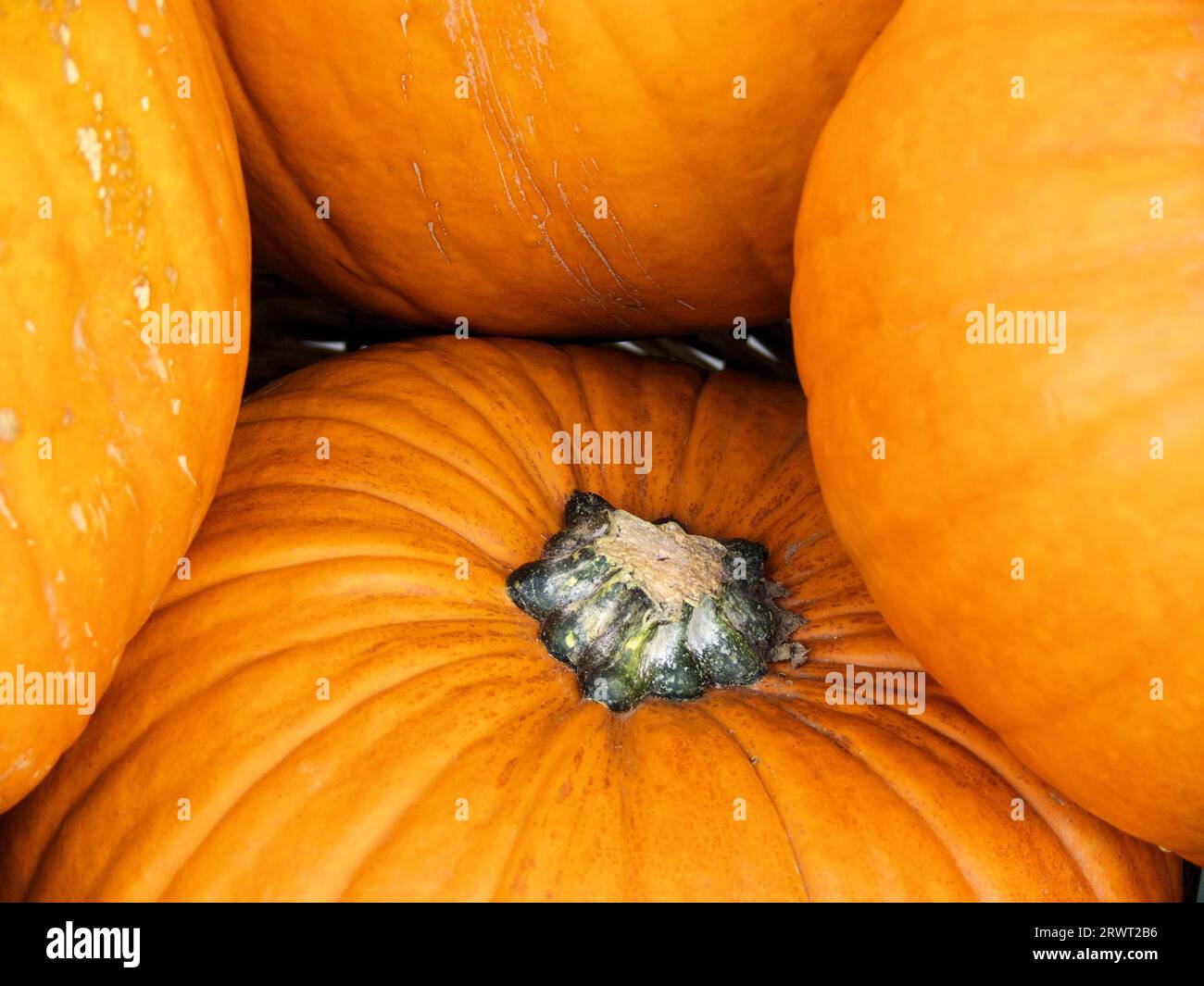 Four pumpkins, photographed in detail Stock Photo - Alamy
