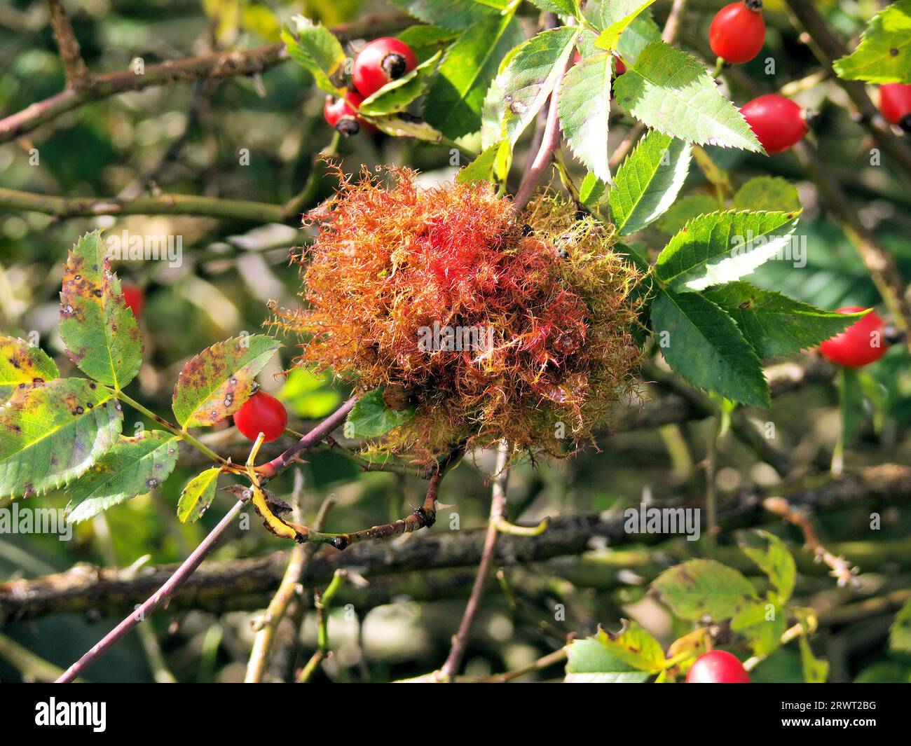 Seed gall hi-res stock photography and images - Alamy