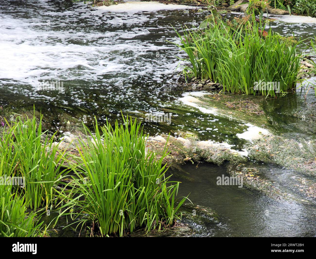 Stream between stones and grasses Stock Photo - Alamy