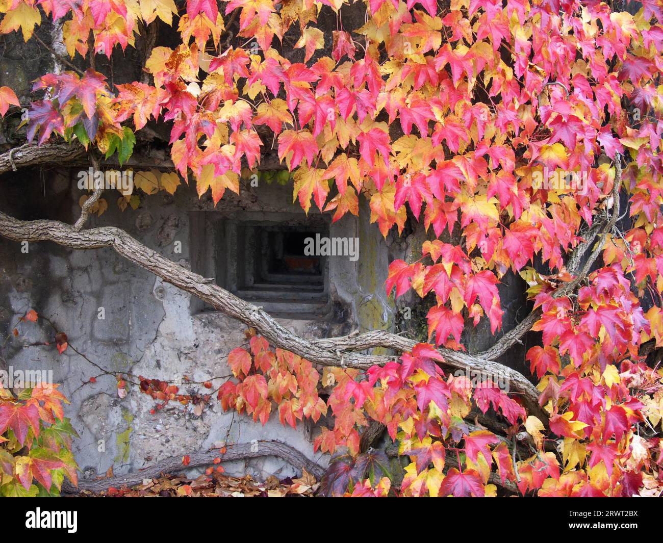 Red vine leaves, flowering, in front of bunker, with window Stock Photo ...