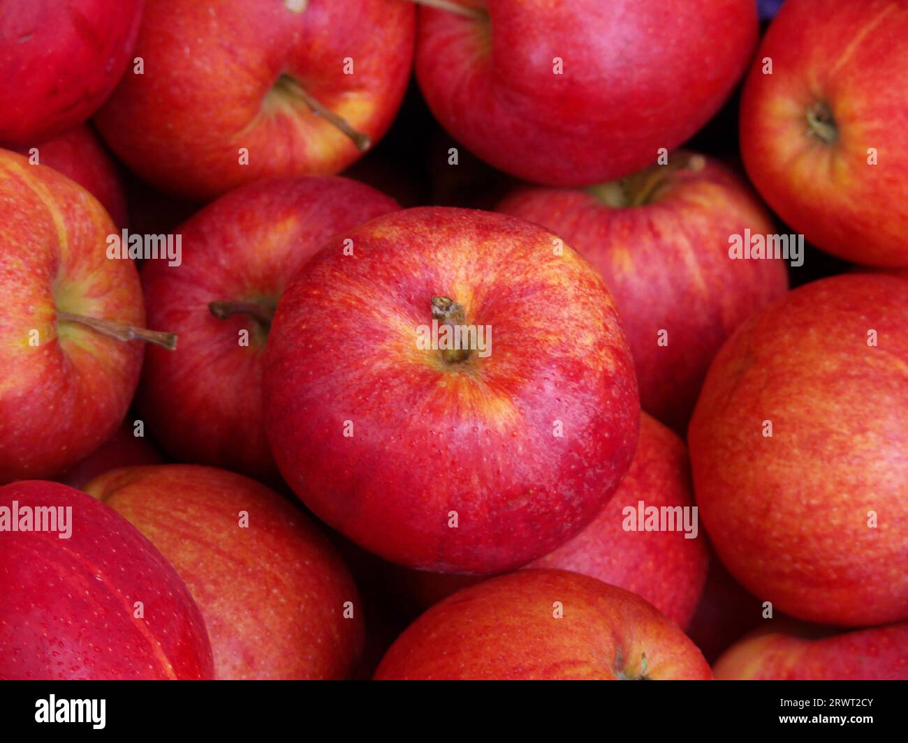Royal Gala apples in fruit crate Stock Photo - Alamy
