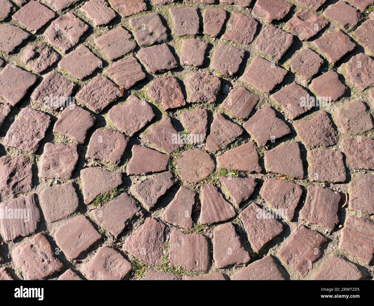 Pavement rosette in the cut-out Stock Photo - Alamy