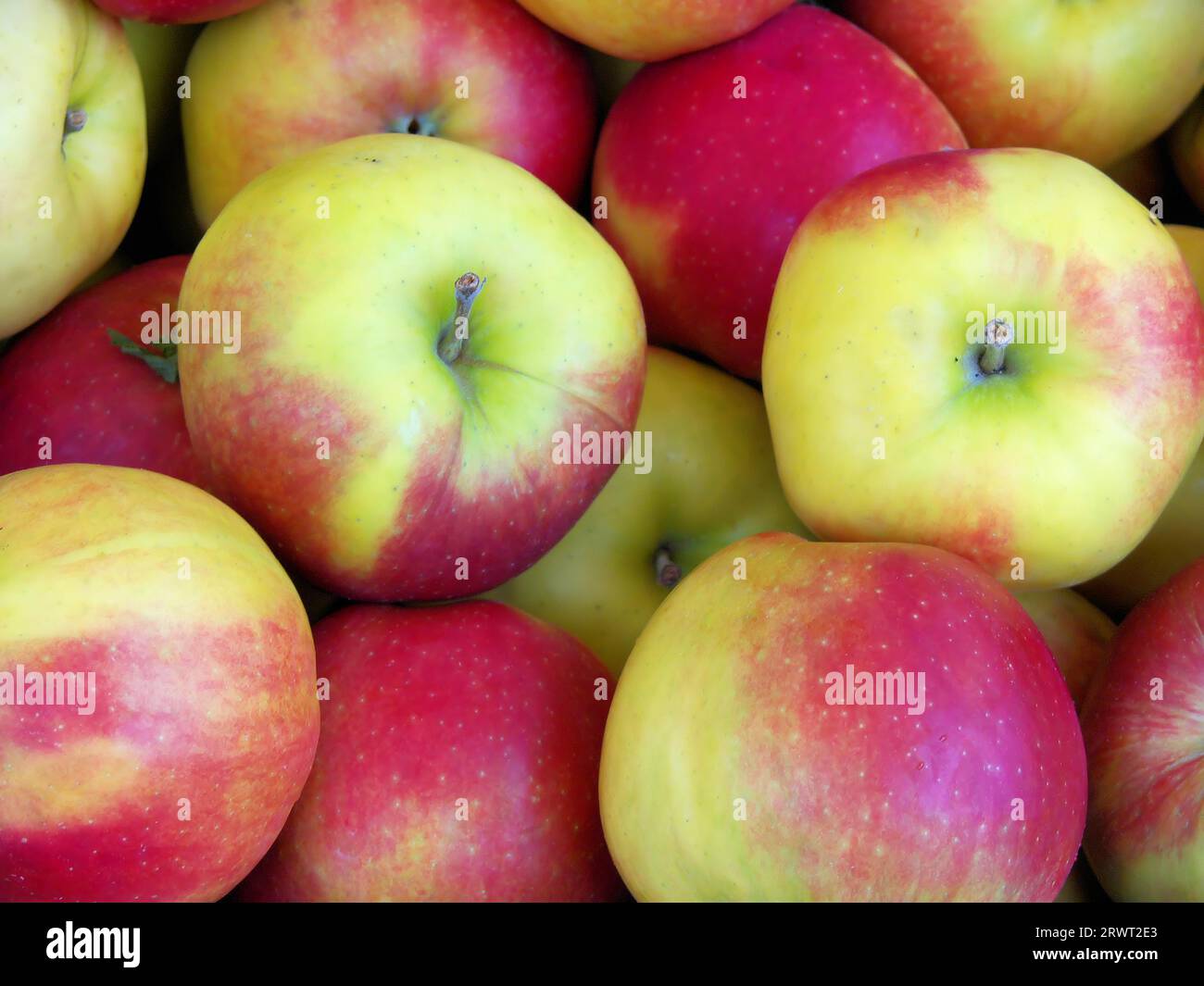 Red-cheeked Jonathan apples in the fruit box, format-filling Stock ...