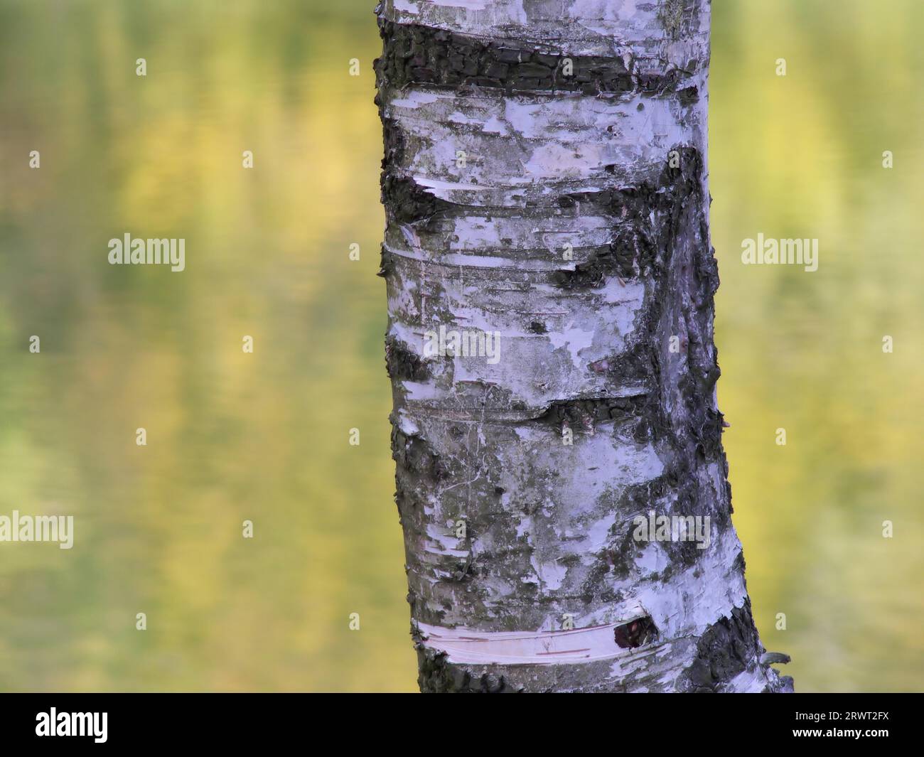 Birch trunk by the water, as background in blur Stock Photo - Alamy