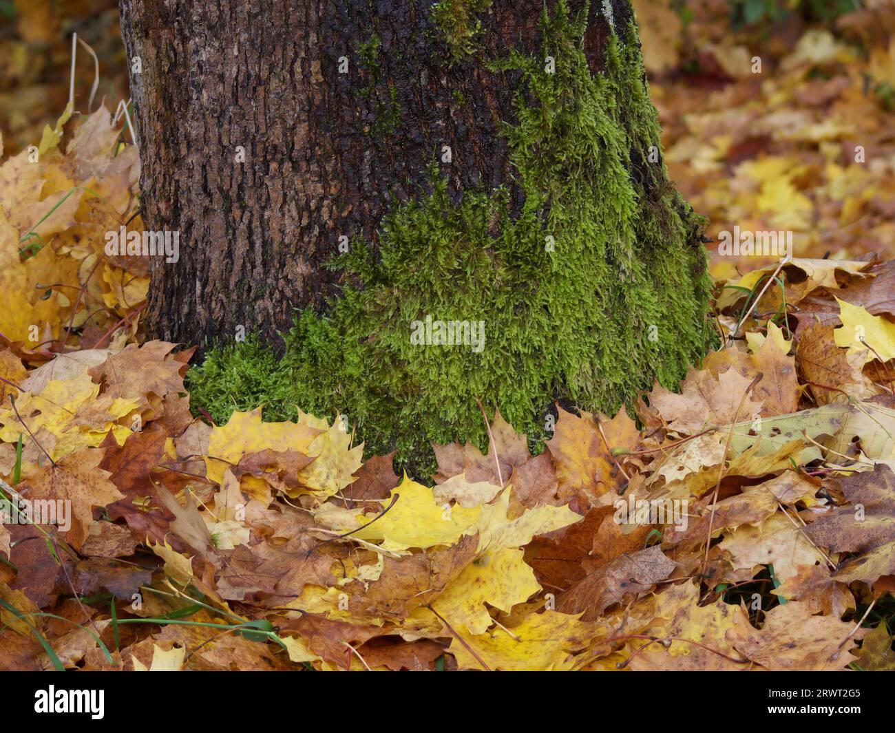 Full grown maple tree hi-res stock photography and images - Alamy