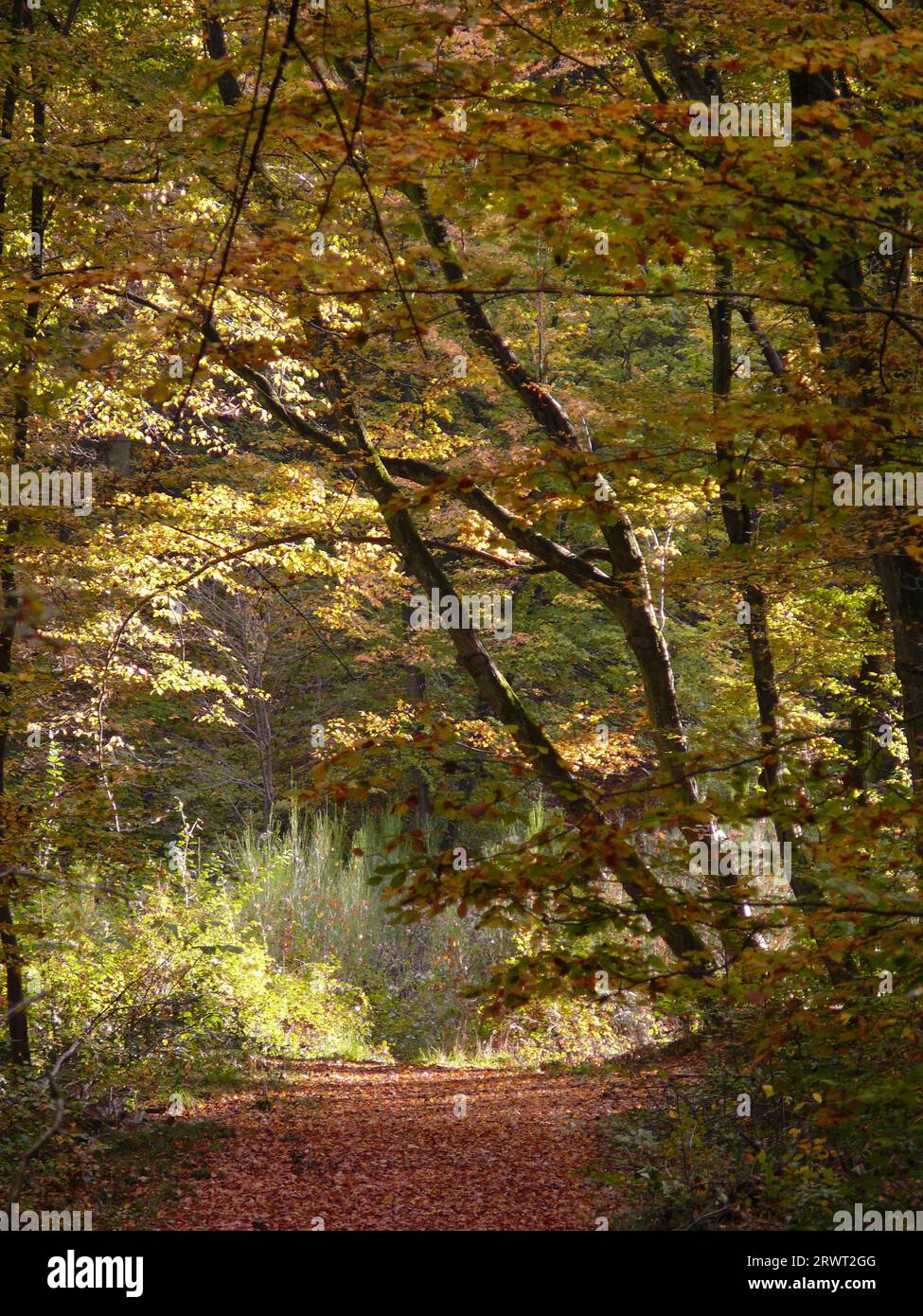 Sunbeam autumn forest hi-res stock photography and images - Alamy