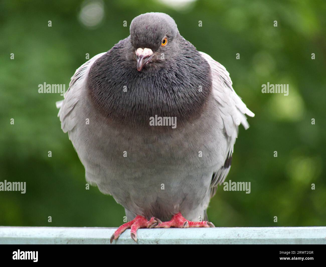 A pigeon in light and dark grey plumage has fluffed up up because of ...