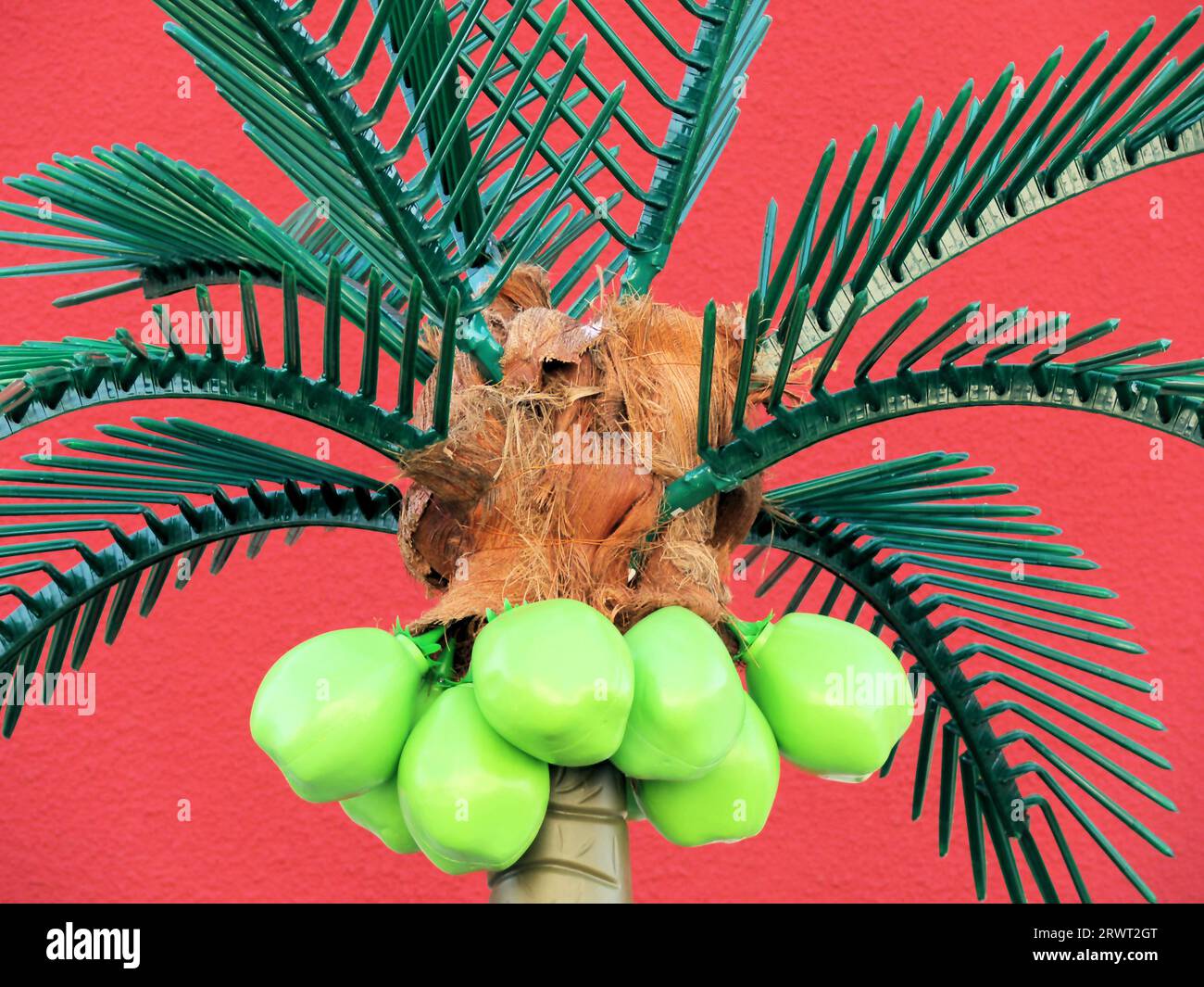Deco coconut palm with light green fruits, background, red roughcast ...