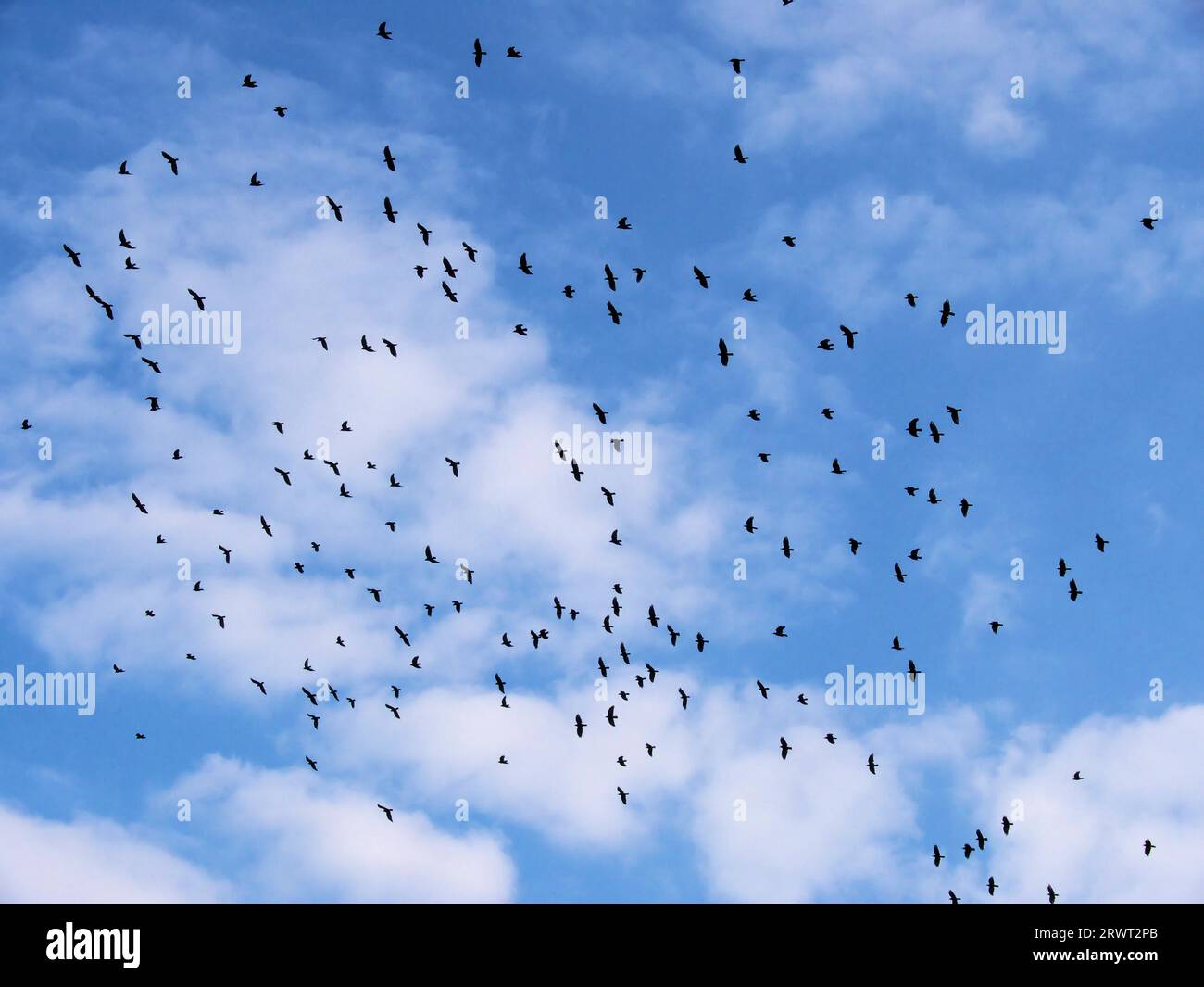 Blue and white crow hi-res stock photography and images - Alamy