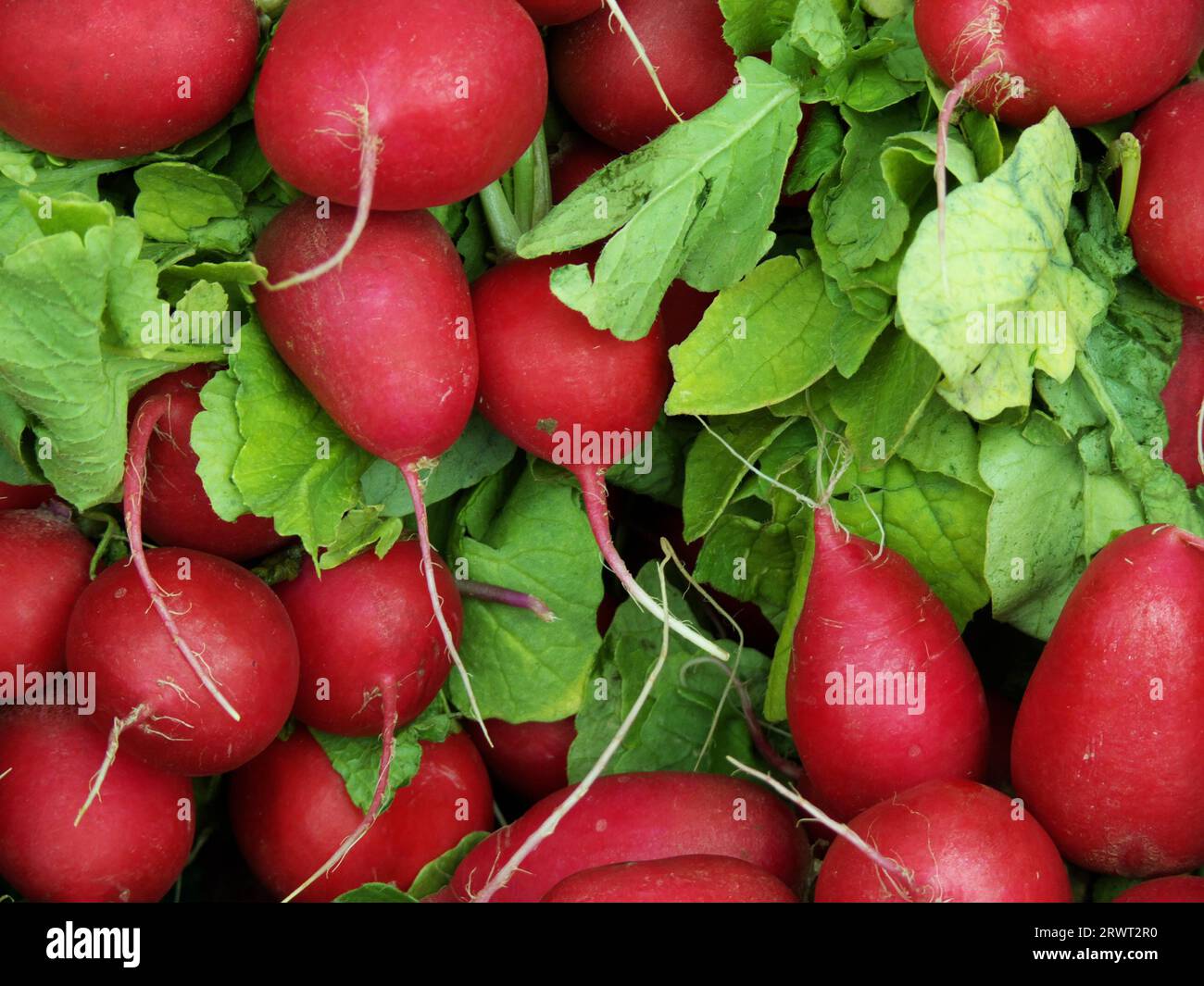 Radish with green, full size Stock Photo - Alamy