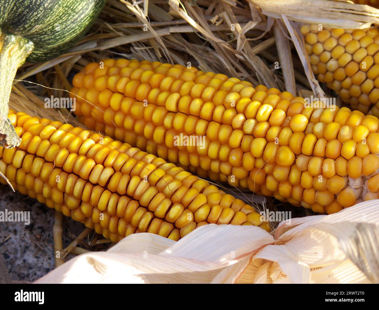 Yellow, ripe corn on the corn cob with husks and courgettes ...