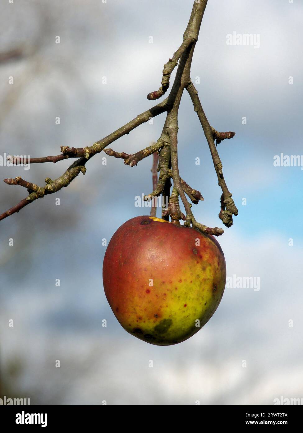Single apple on branch, detail, background sky and branches in blur ...