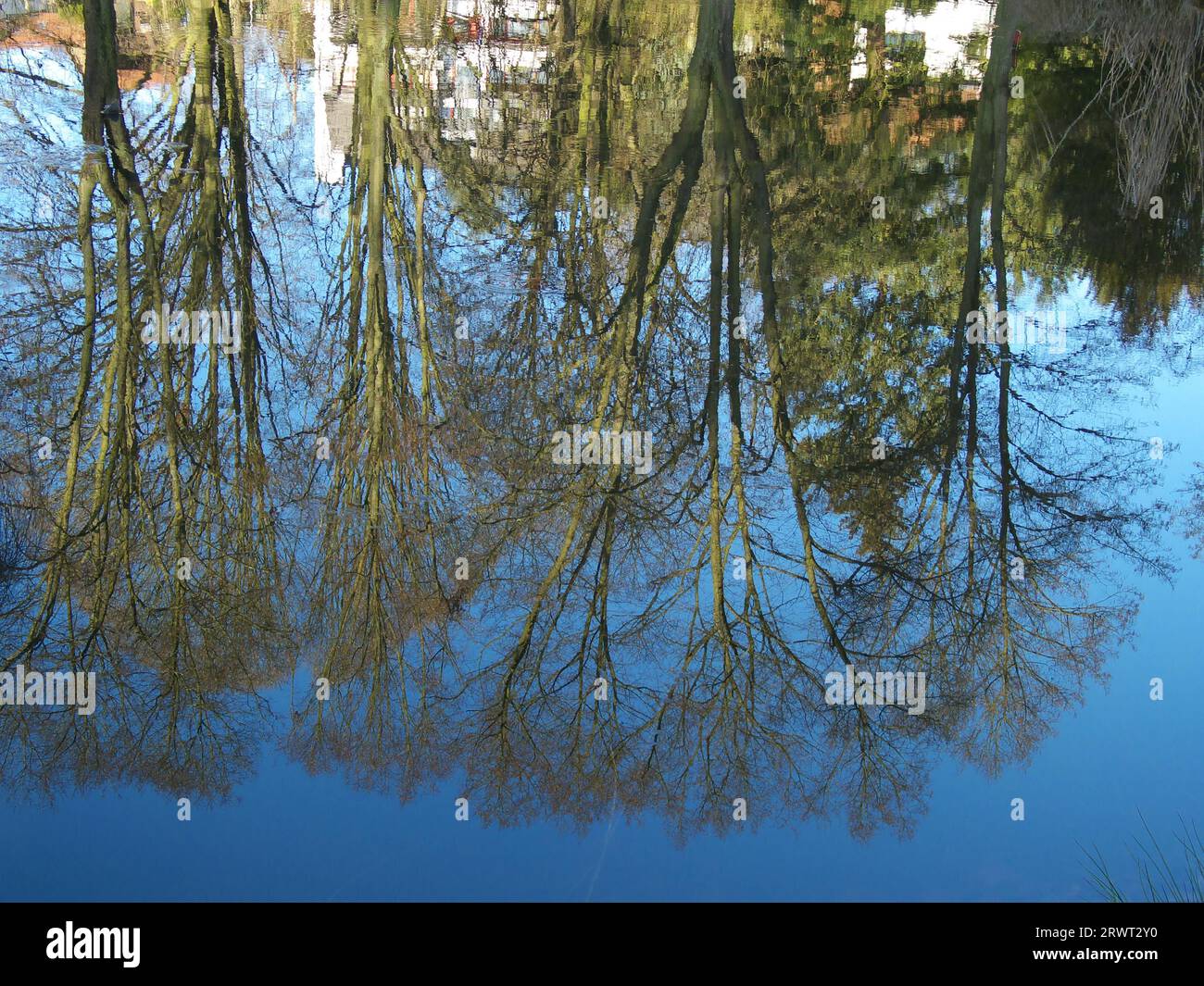 Trees, buildings and signs as water reflection, format-filling Stock ...