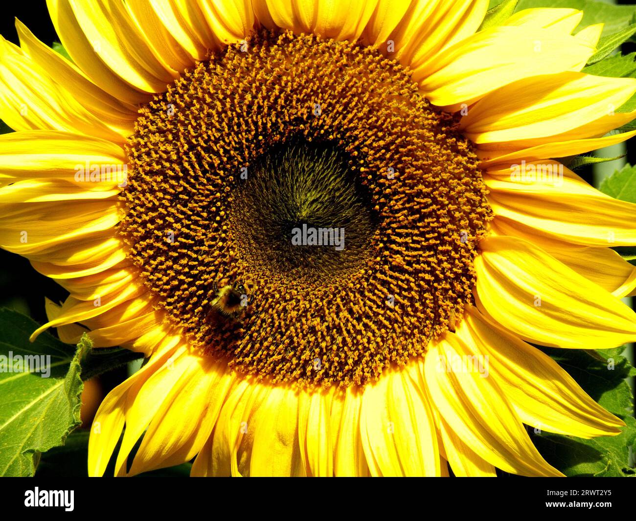Blossomed sunflower hi-res stock photography and images - Alamy