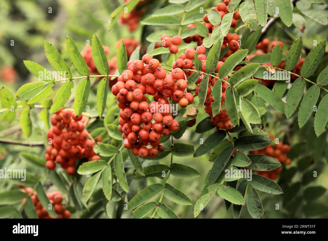 Berries of the rowan, also called rowan berries, on a bush, filling the ...