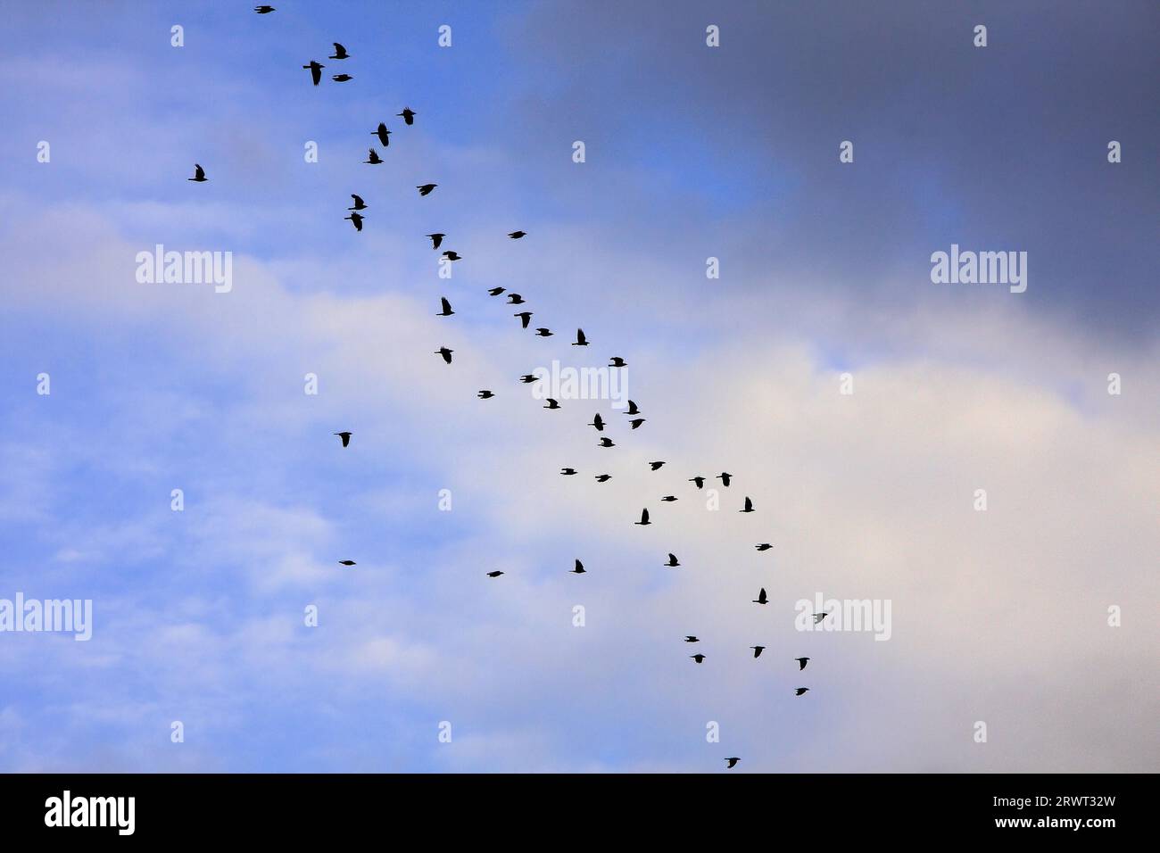 Flock of crows in a grey-blue sky, full size Stock Photo - Alamy