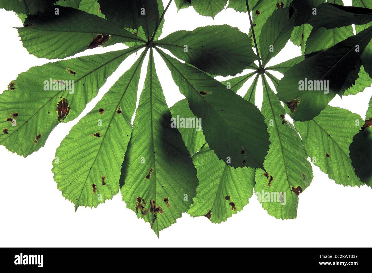 Overlapping leaf hi-res stock photography and images - Alamy