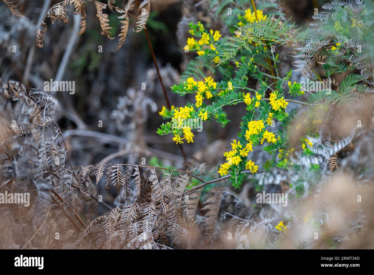 tea tree in australia in the forest in the bush Stock Photo - Alamy