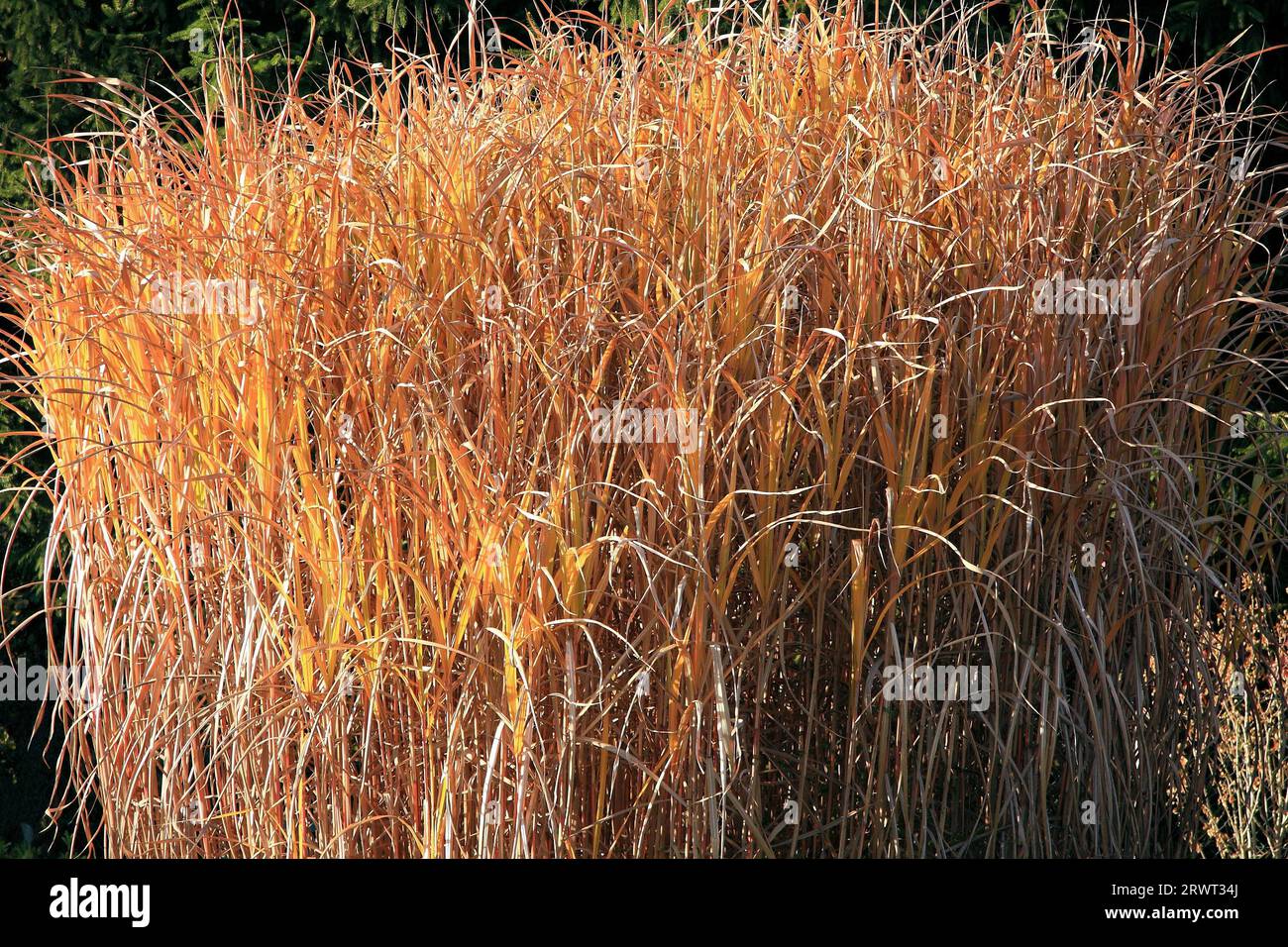 Dried reed grass illuminated by the sun's rays, almost filling the ...