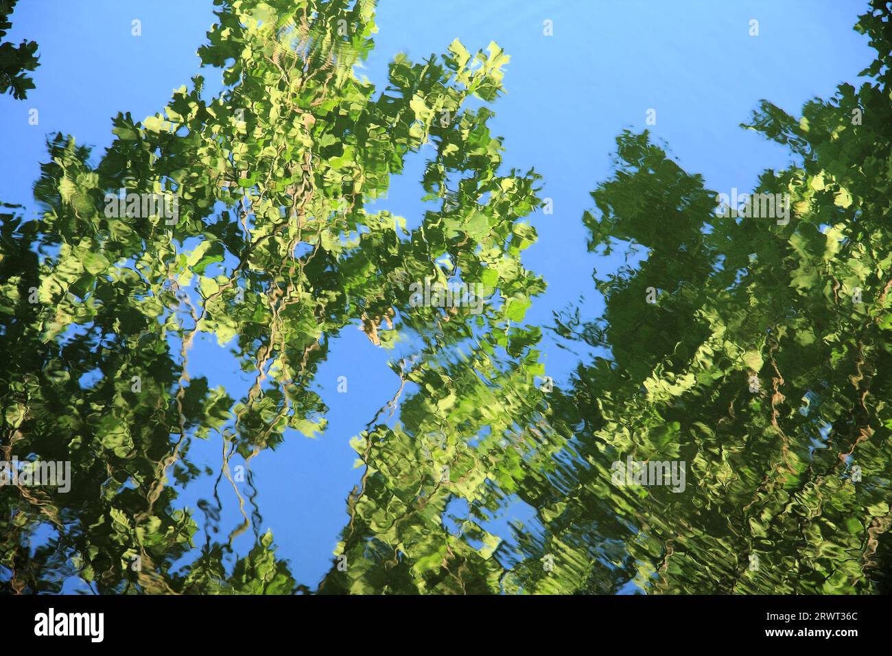 Water reflection of a deciduous tree, detail, full size Stock Photo - Alamy