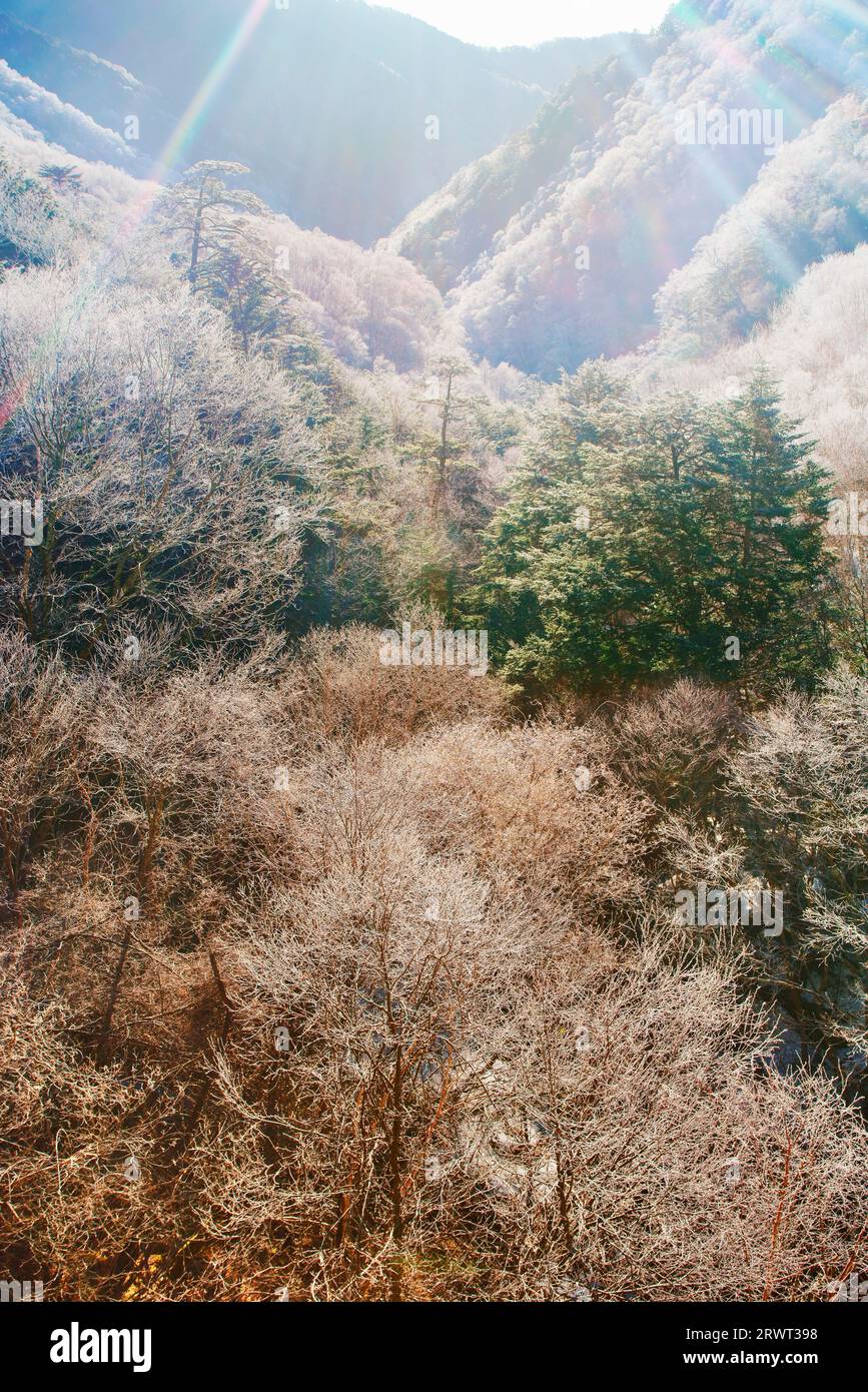 The rime forest and the morning sun seen from the Ochiai Bridge Stock ...
