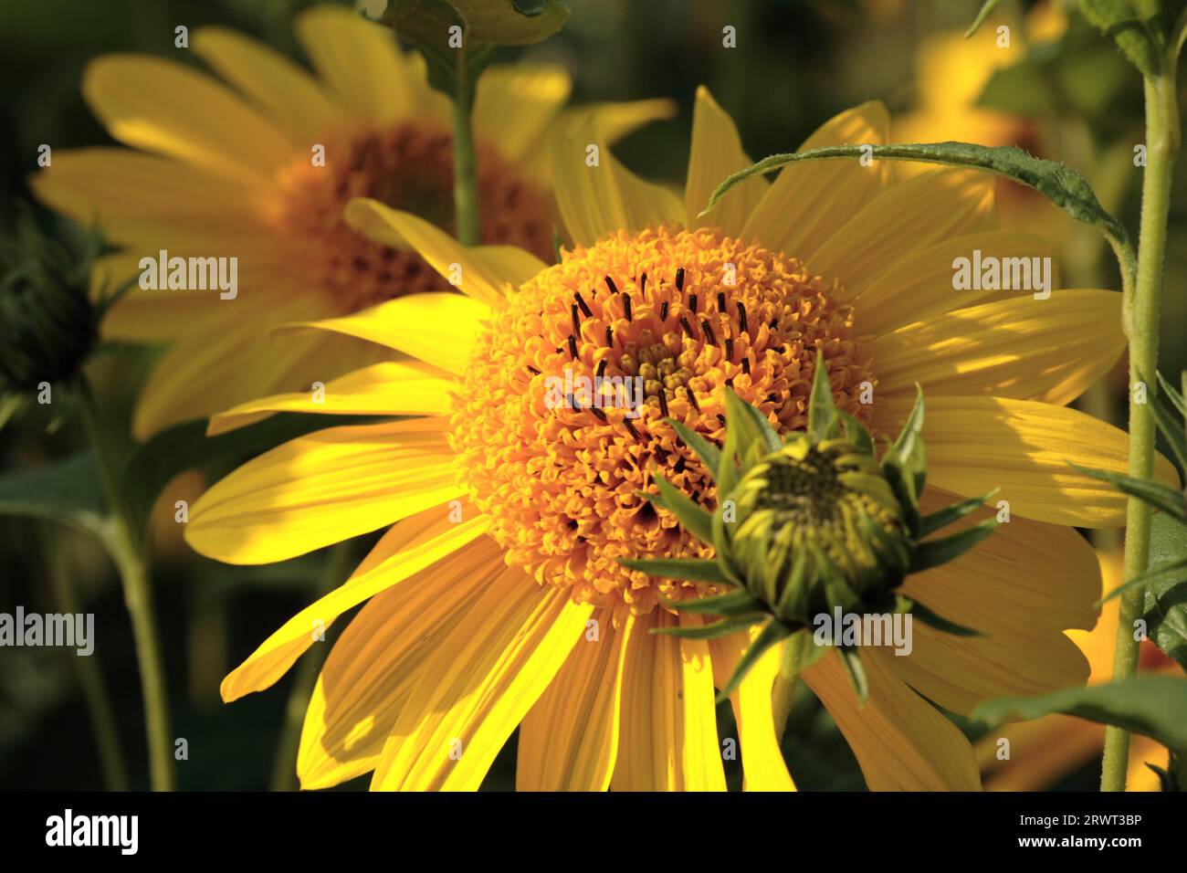 Helianthus decapetalus 'Capenoch Star' Stock Photo - Alamy