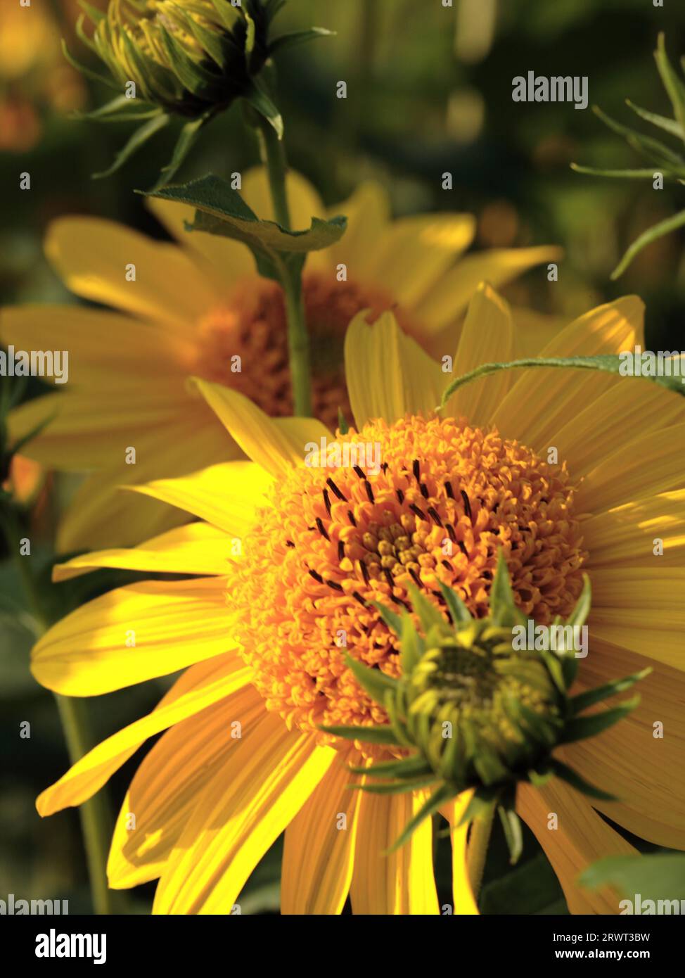 Helianthus decapetalus 'Capenoch Star' Stock Photo - Alamy