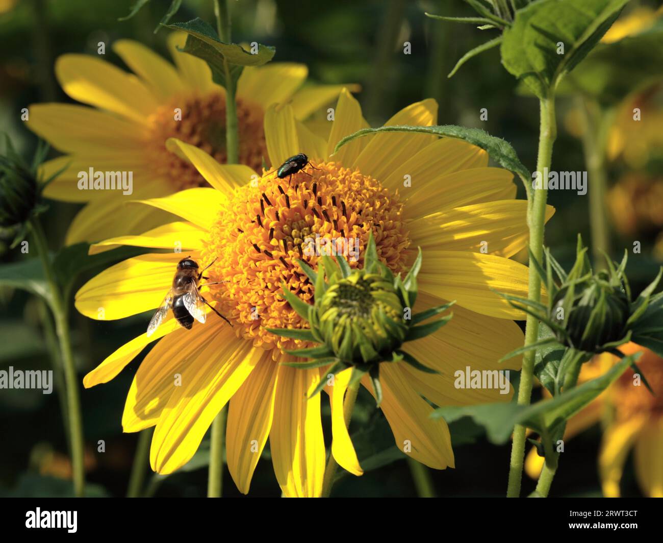 Helianthus decapetalus 'Capenoch Star' Stock Photo - Alamy