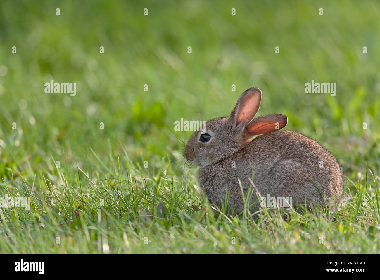 European rabbit, at the age of 3, 4 months the young are capable of ...