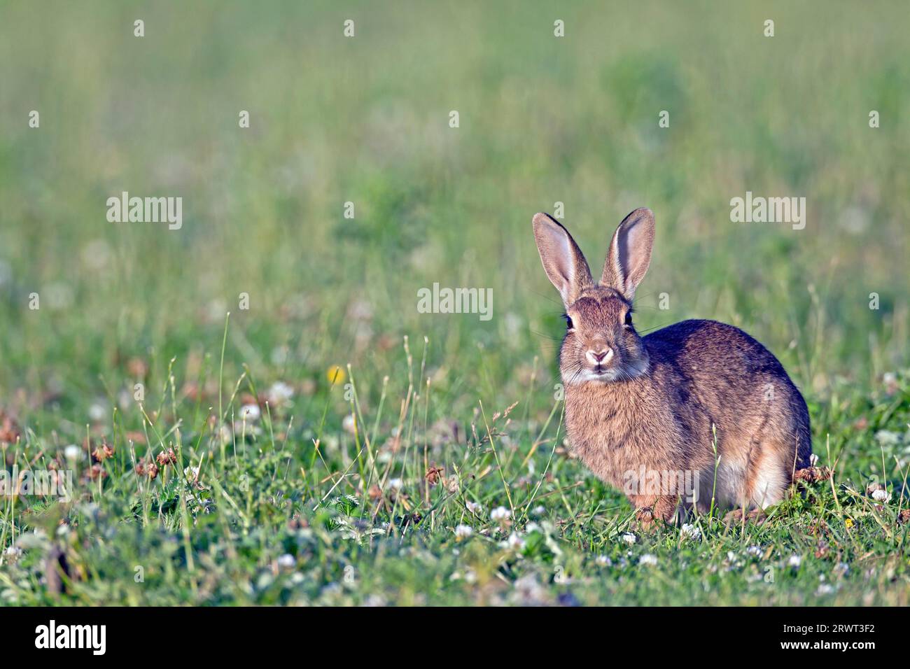 European rabbit (Oryctolagus cuniculus) reach a body length of 40 cm ...