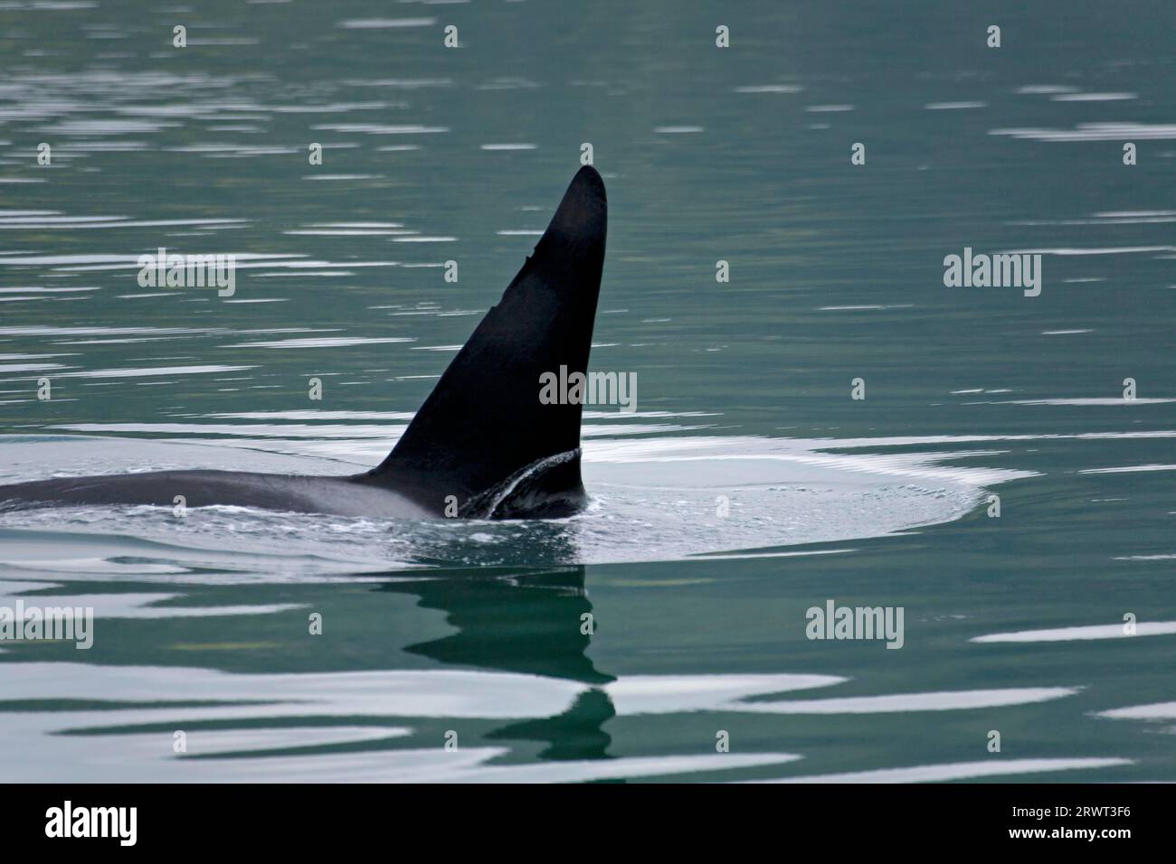 Killer whale (Orcinus orca) (female), Orca (Killer Whale) (female Stock ...