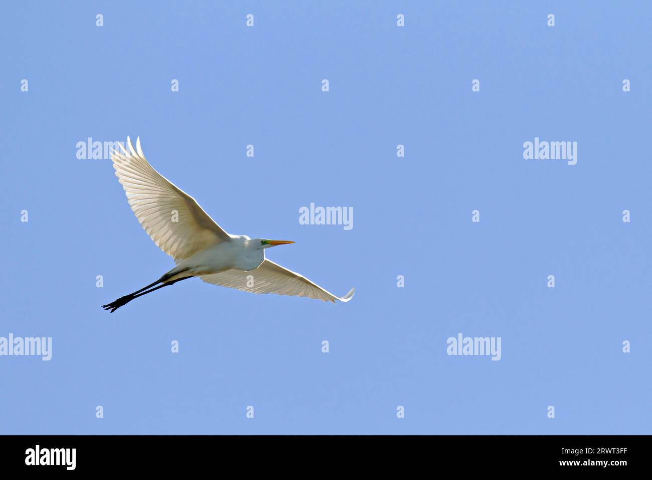 Great egret (Ardea alba) reach a body length of 80, 104cm (Photo Great ...