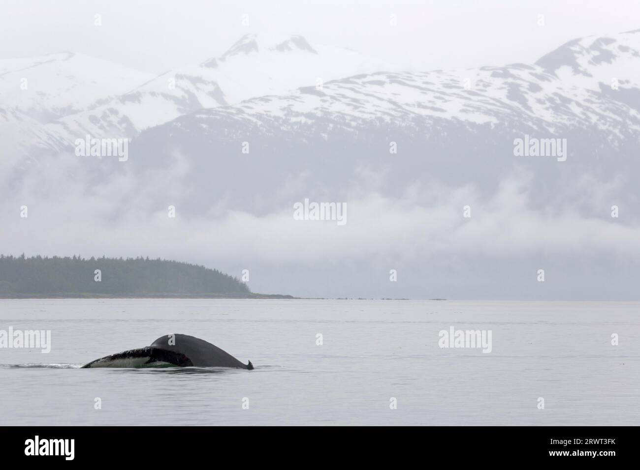 Humpback Whale (Megaptera novaeangliae) (Family: Baleen Whales ...